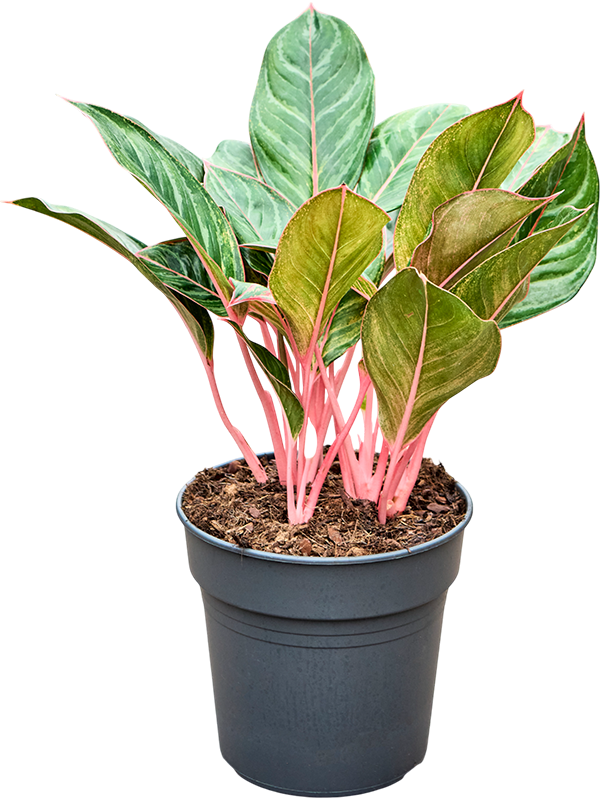 Aglaonema 'Princess' - Kvety VICTOR