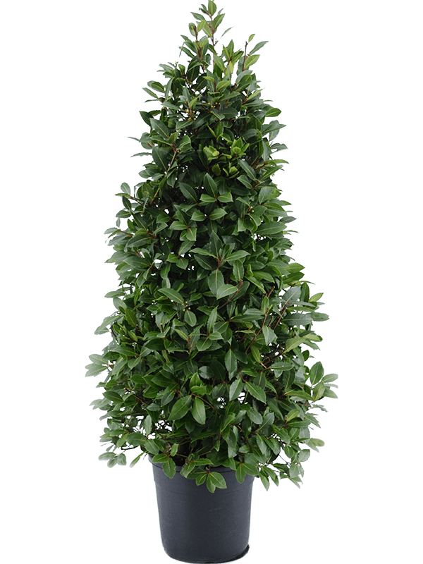 Laurus nobilis - Kvety VICTOR