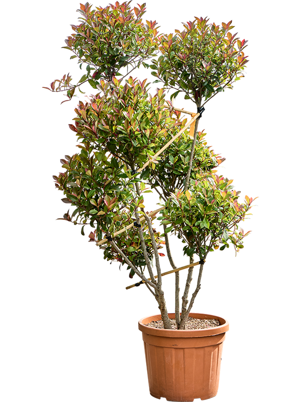 Photinia x fraseri 'Red Robin' Compacta (210-230) - Kvety VICTOR