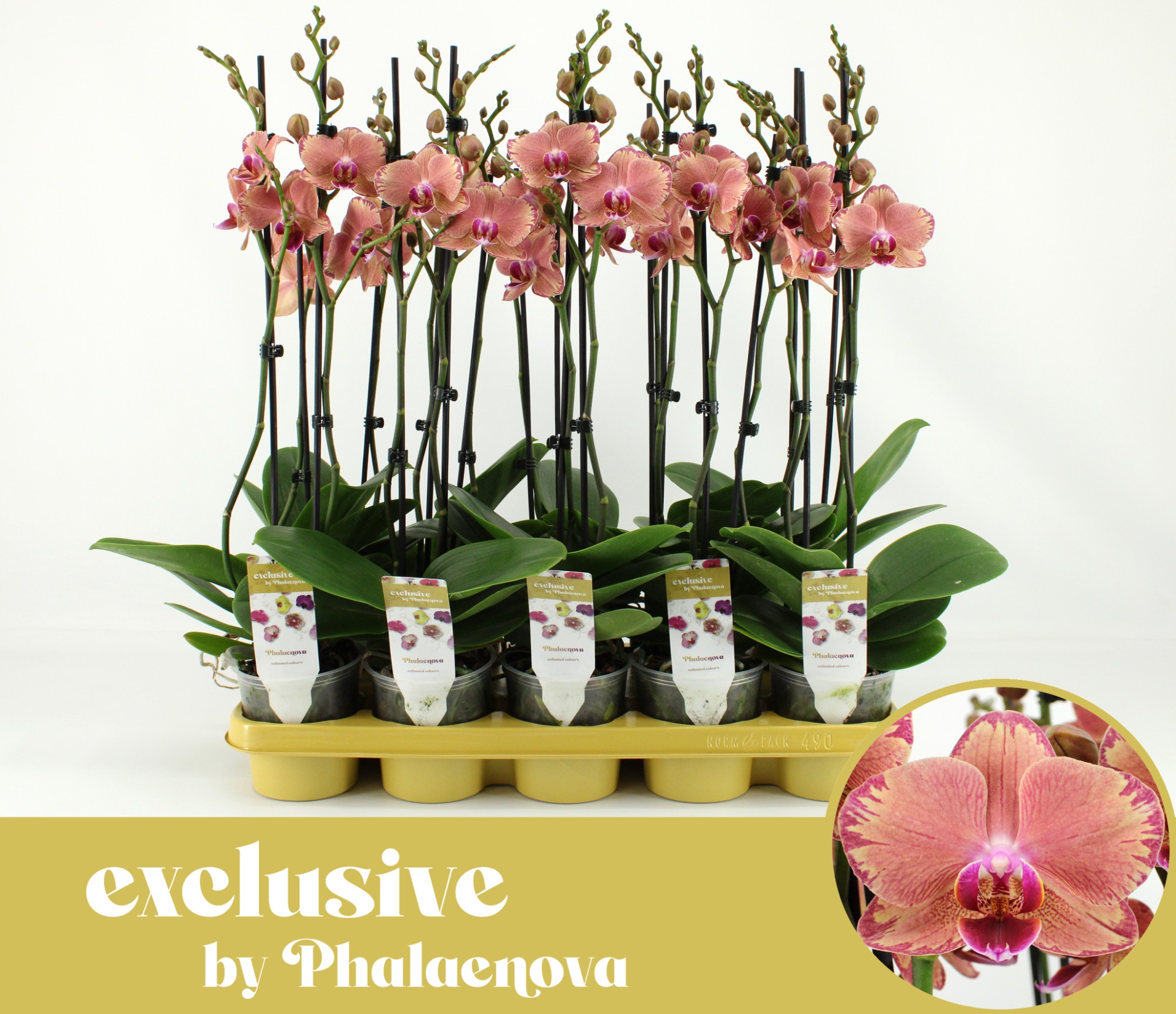 Phalaenopsis Pirate picotee, 2-Branches Orange - Kvety VICTOR