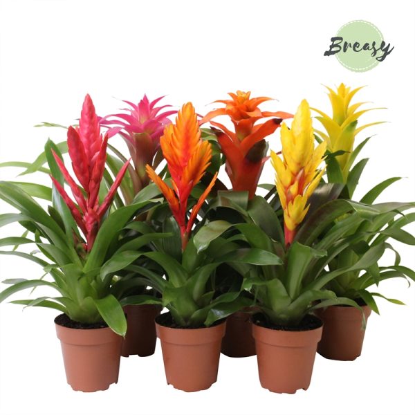 Bromelia Cupcake mix - Kvety VICTOR