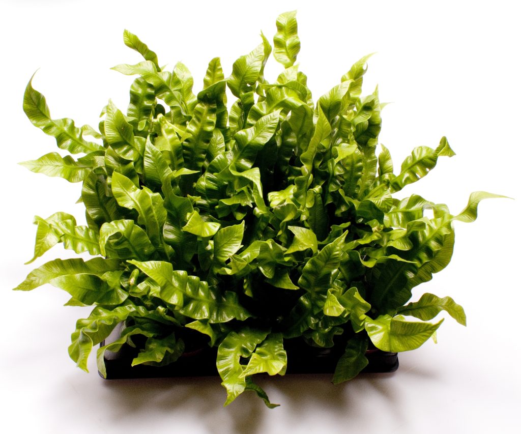 Asplenium Crispy Wave - Kvety VICTOR