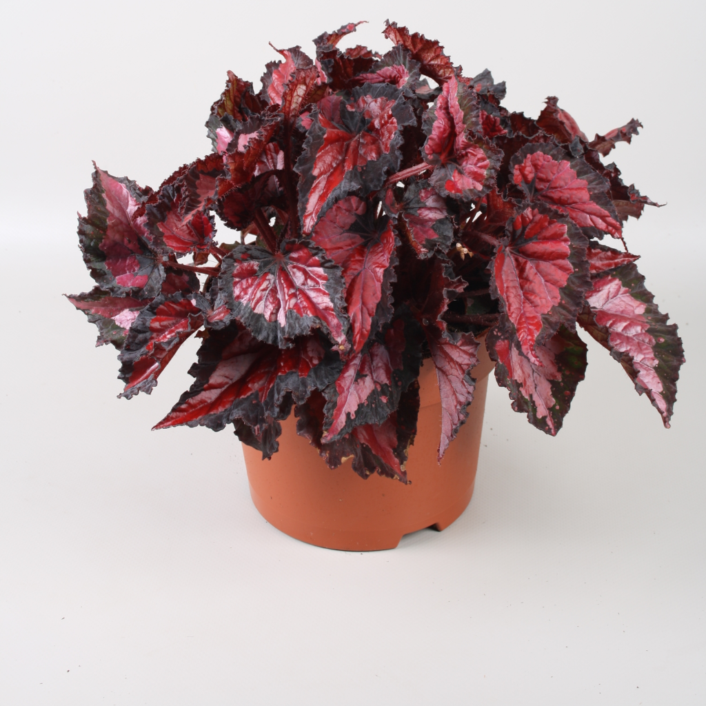 Begonia Beleaf Inca Night - Kvety VICTOR