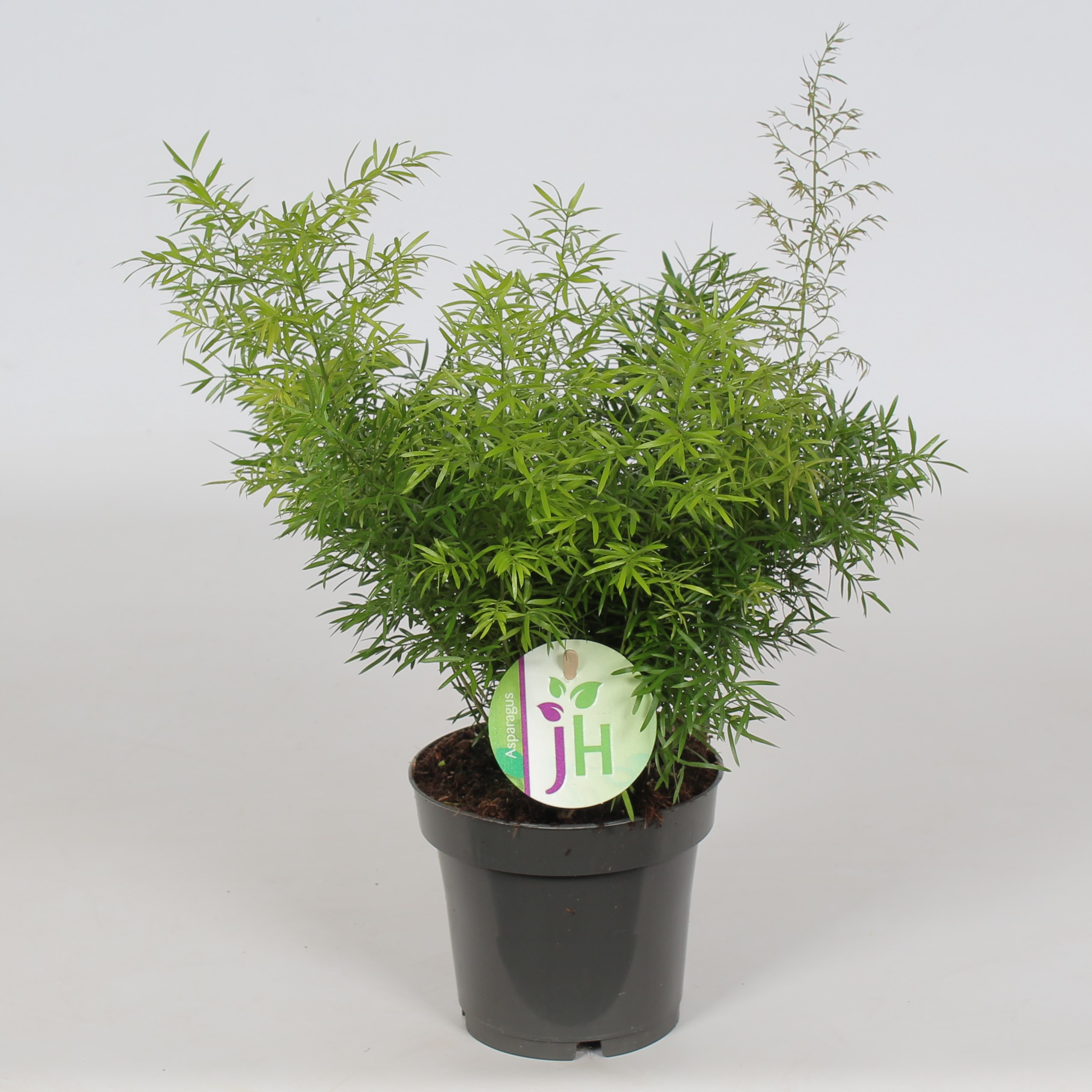 Asparagus densiflorus 'Cwebe' - Kvety VICTOR