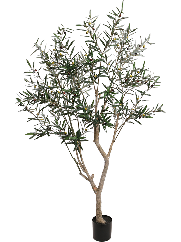 Olive - Tree - Kvety VICTOR