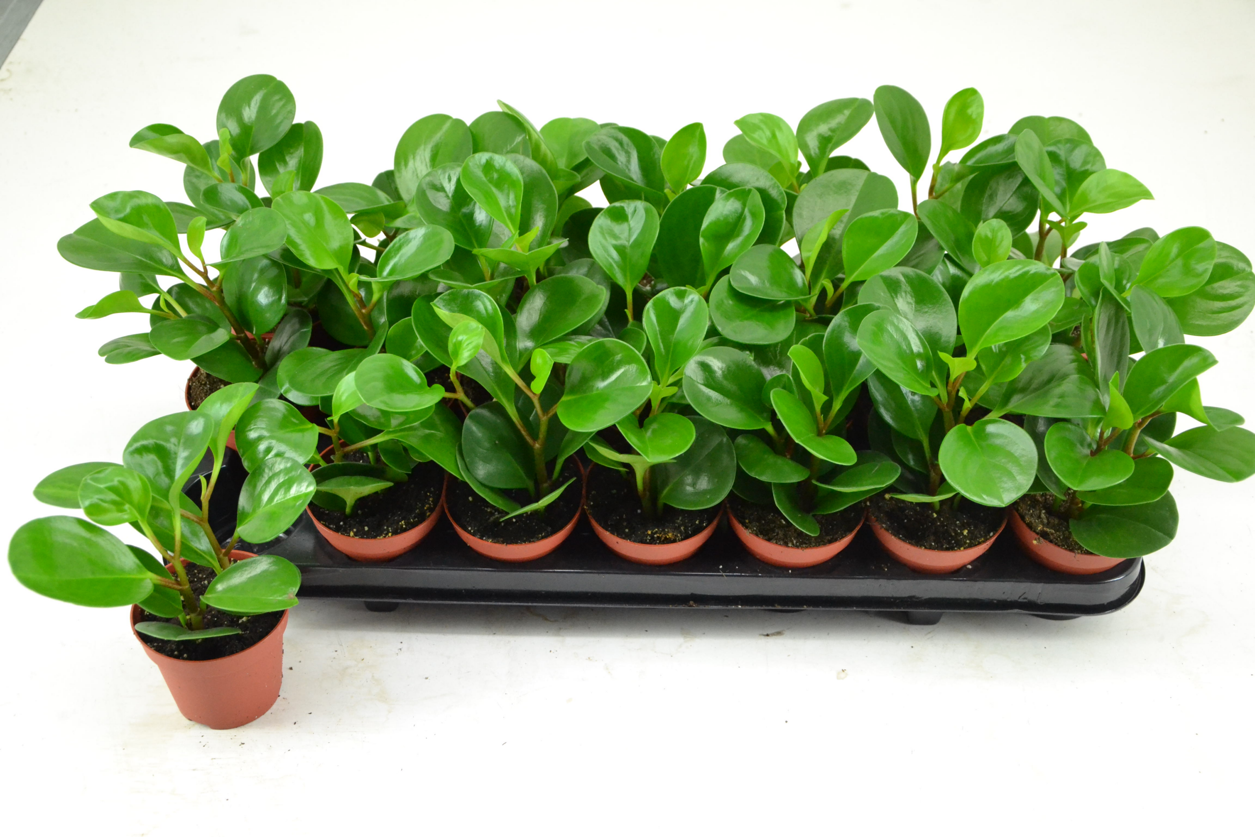 PEPEROMIA GREEN LEMON, Tuft - Kvety VICTOR