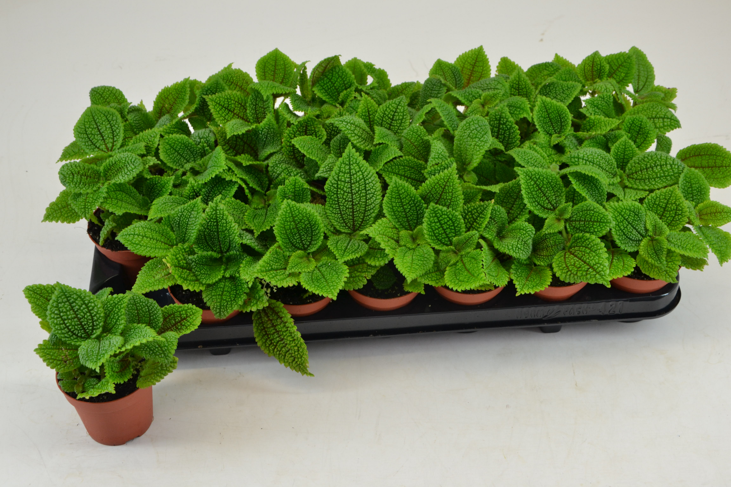 PILEA MOON VALLEY, Tuft - Kvety VICTOR