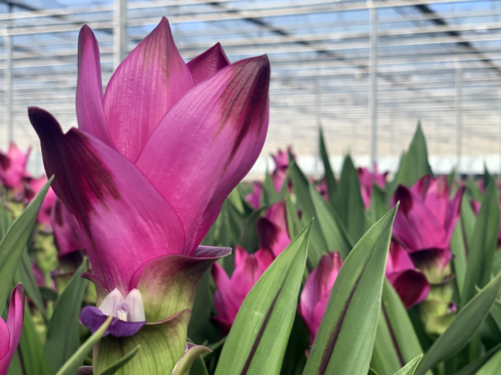 Curcuma alismatifolia Siam Splash, Purple - Kvety VICTOR