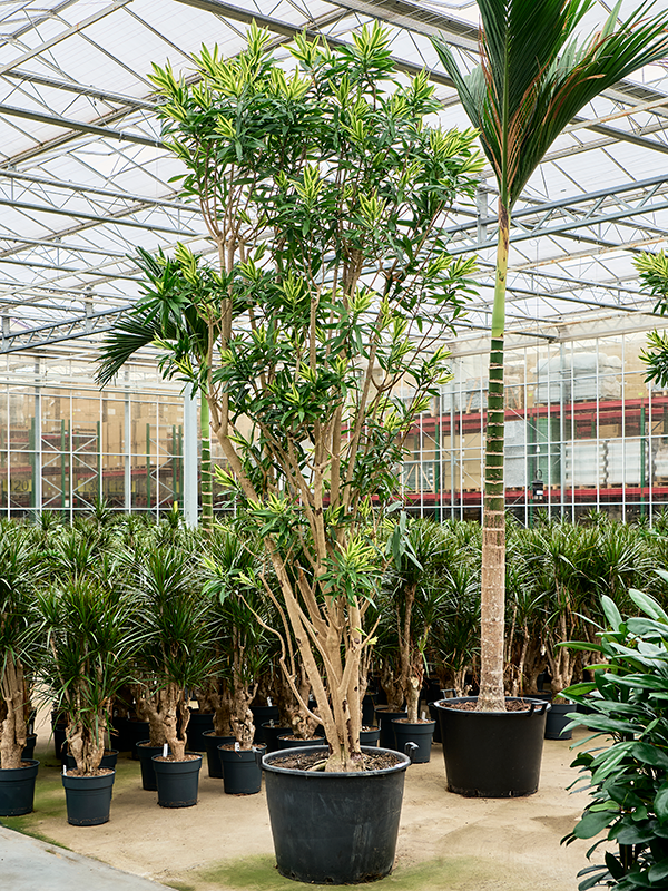 Pleomele (Dracaena) reflexa 'Song of Sri Lanka' (350-400), Branched ...