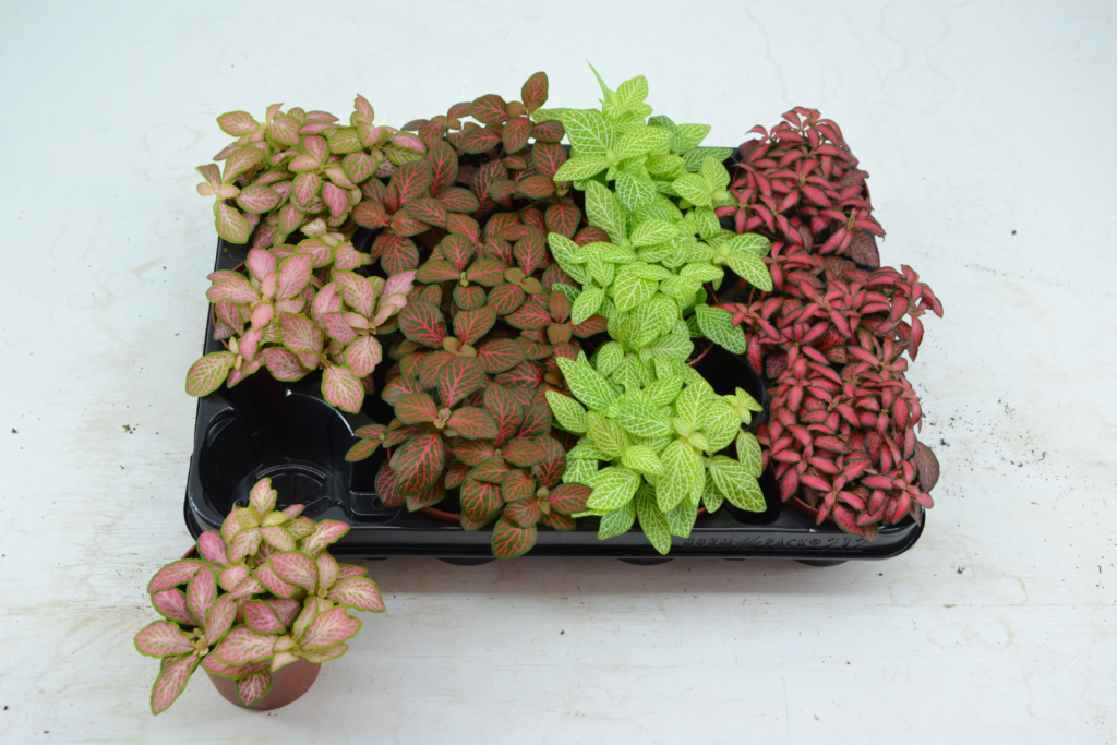 fittonia mix, Tuft/ 4 colors - Kvety VICTOR