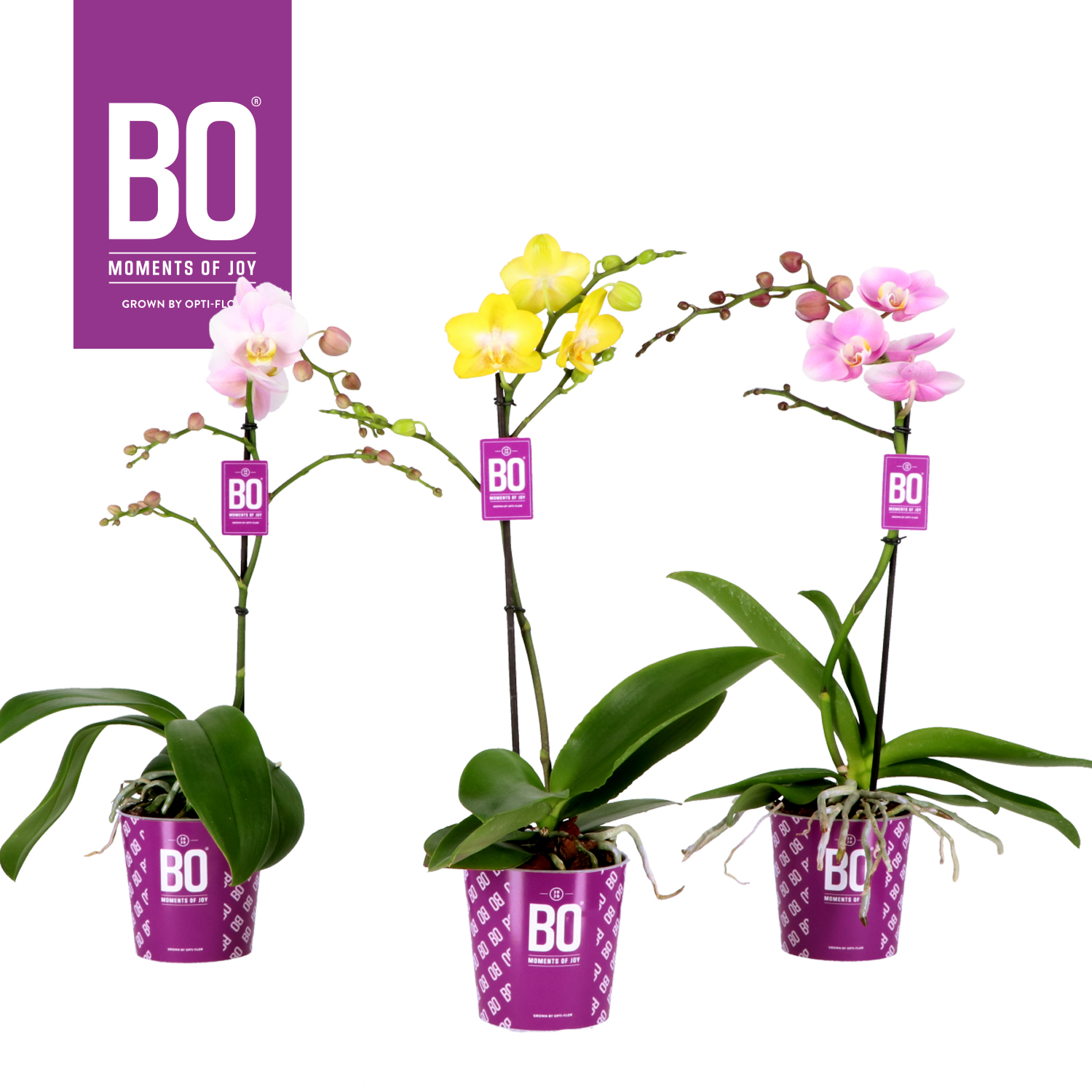 Phalaenopsis Multiflora Colours BO Collection mix, 1-Branche Various ...