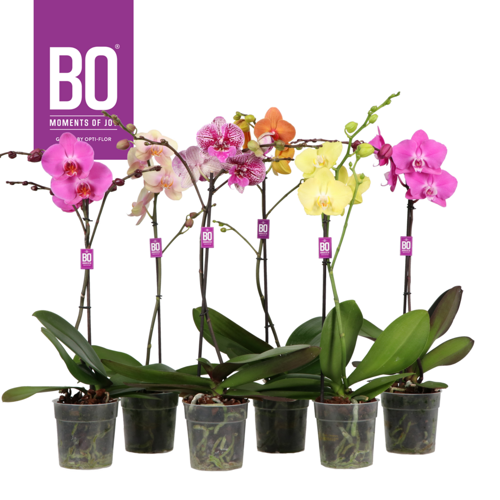 Phalaenopsis Funda Bo Collection mix, 1-Branche Various colours - Kvety ...