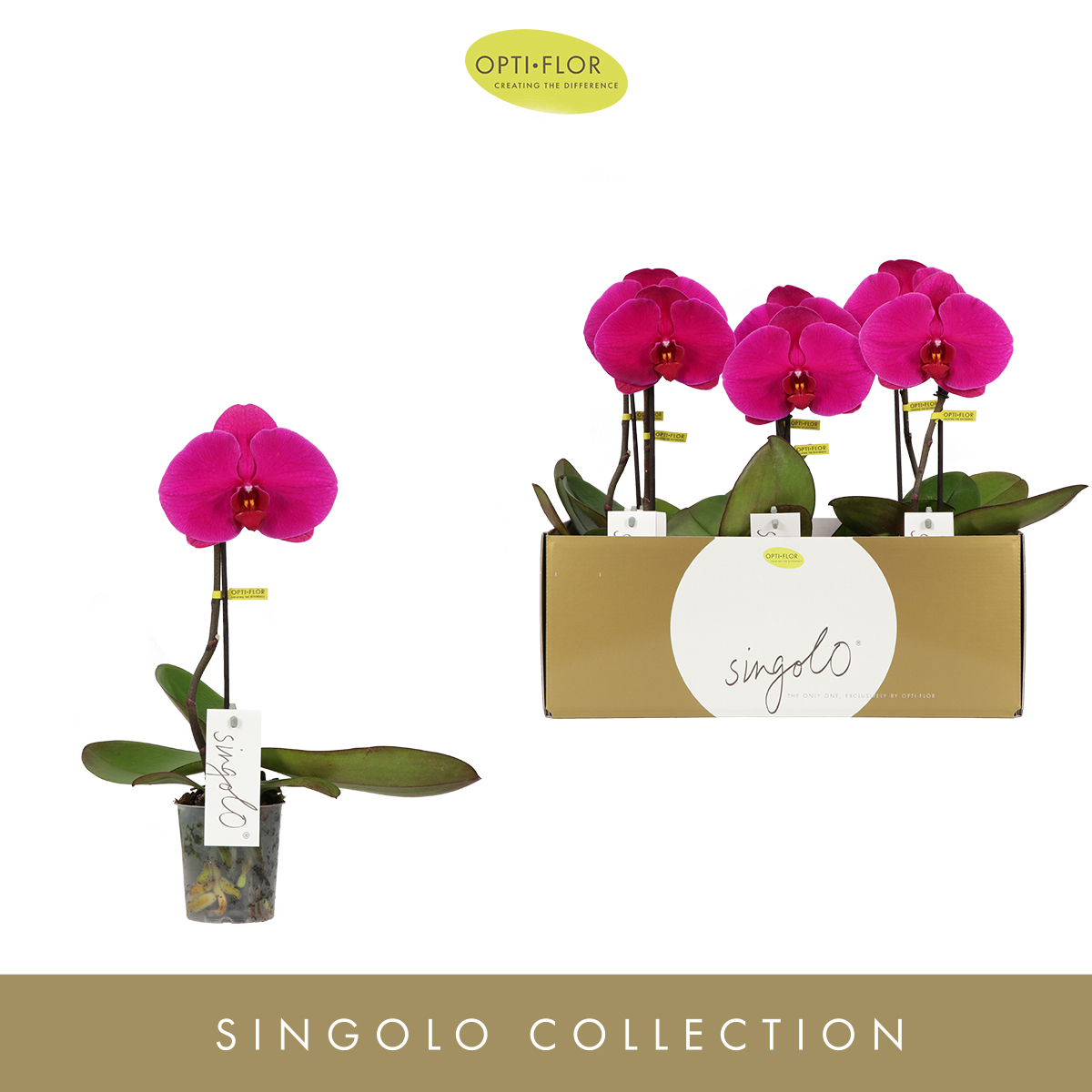 Phalaenopsis 'Singolo Shima', 1-Branche Purple - Kvety VICTOR