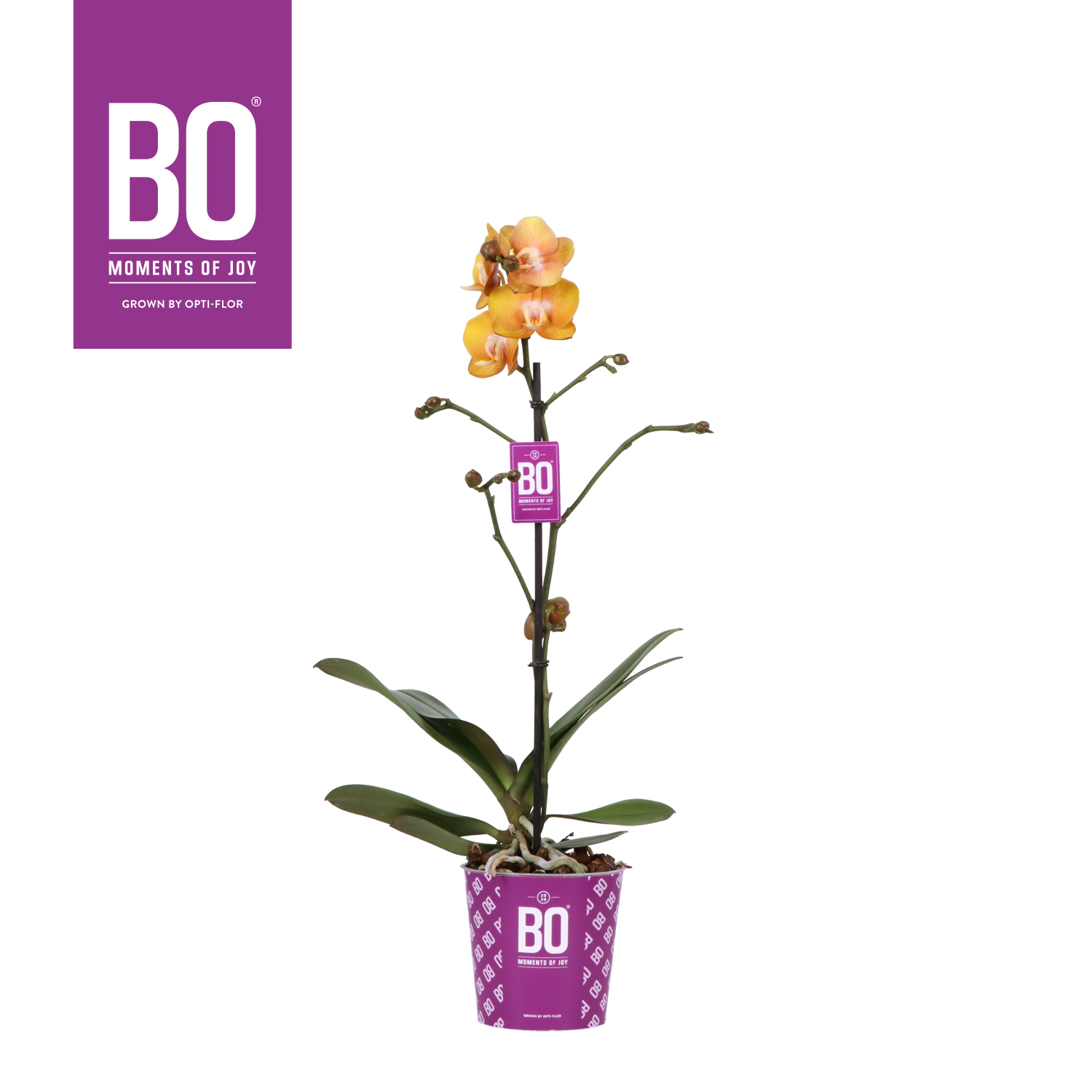Phalaenopsis Multiflora Colours Las Vegas BO Collection, 1-Branche ...