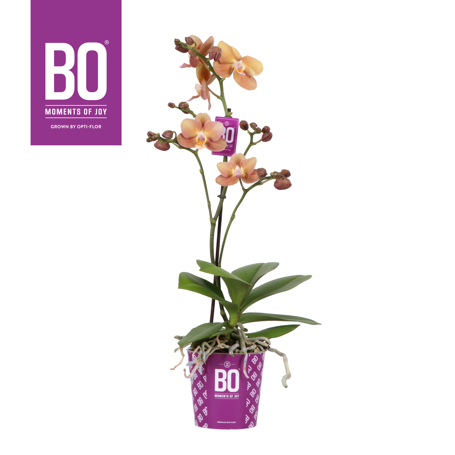 Phalaenopsis Multiflora Colours BO Collection Monaco, 1-Branche Orange ...
