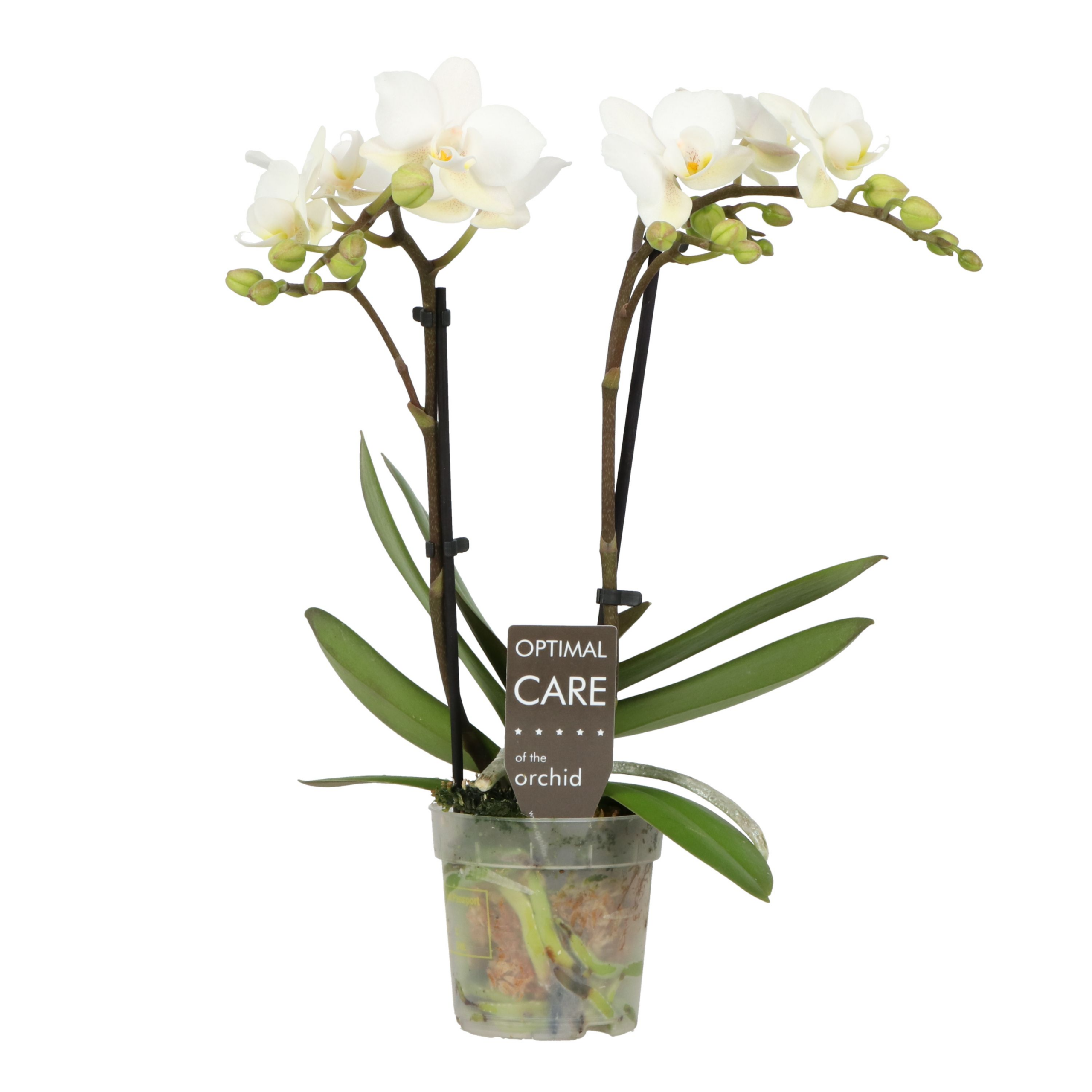 Phalaenopsis Multiflora Sweety Sandra, 2-Branches White - Kvety VICTOR