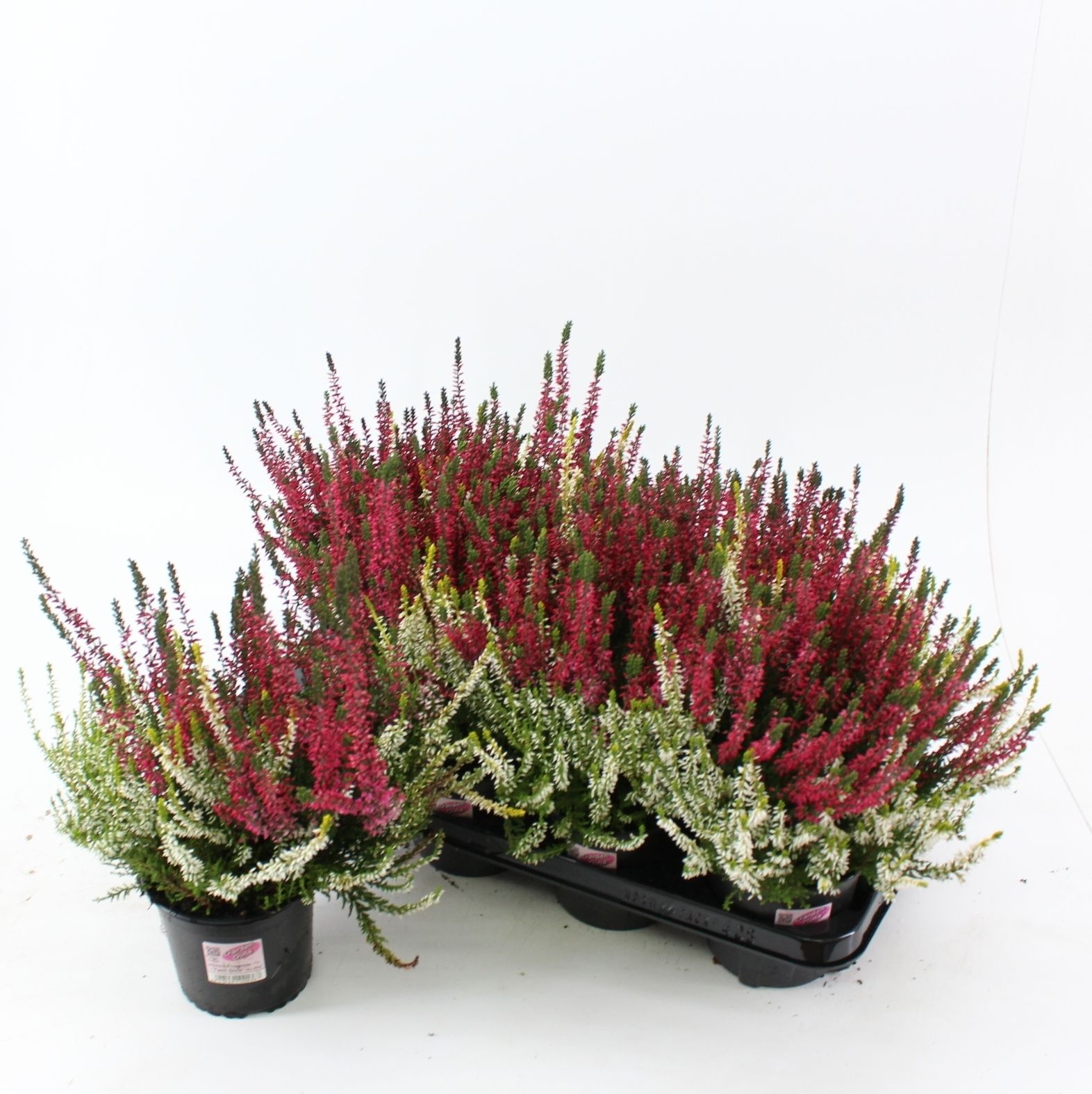 Calluna vulgaris Garden Girls 'Twin Girls', Purple/White - Kvety VICTOR