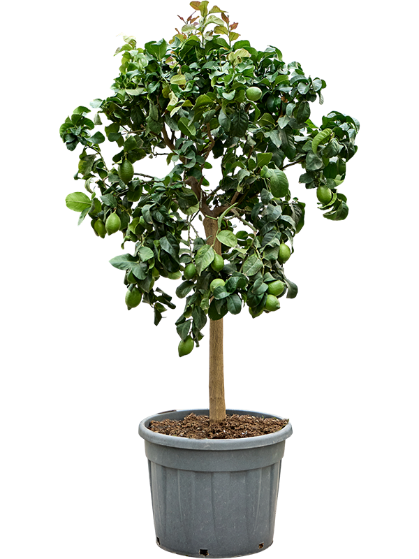 Citrus lemon 'Carrubaro', Stem - Kvety VICTOR