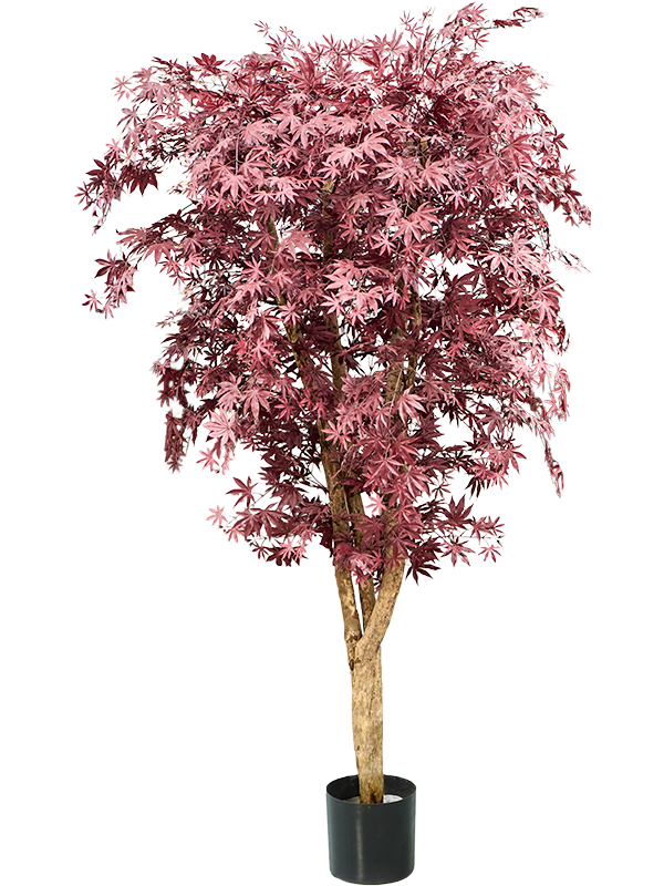 Japanese Maple, Multi Trunk FR - Kvety VICTOR