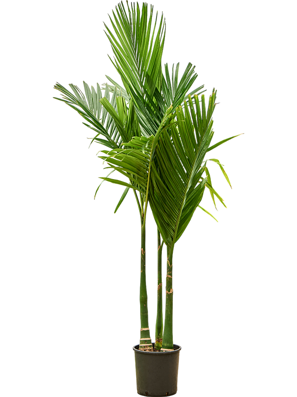 Areca catechu, 3-Stem - Kvety VICTOR