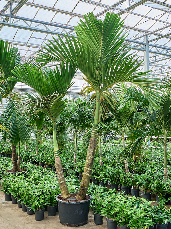 Areca catechu, 2-Stem - Kvety VICTOR