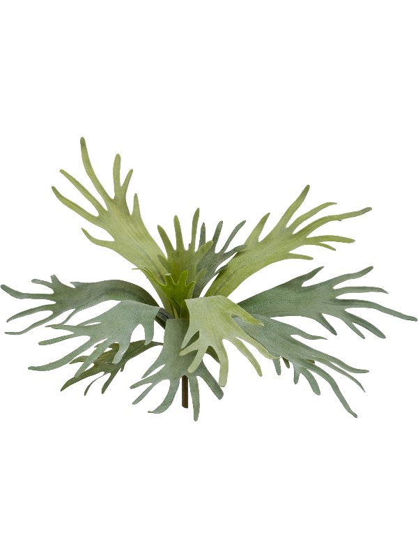 Staghorn, Fern (FR) - Kvety VICTOR