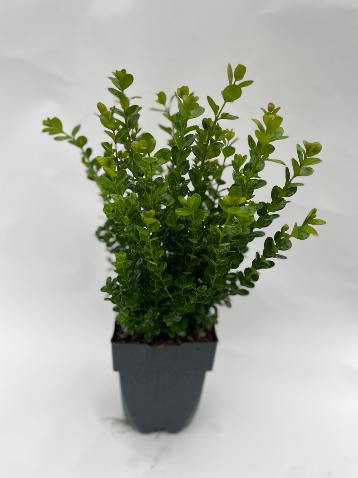 Buxus Newgen Freedom - Kvety VICTOR