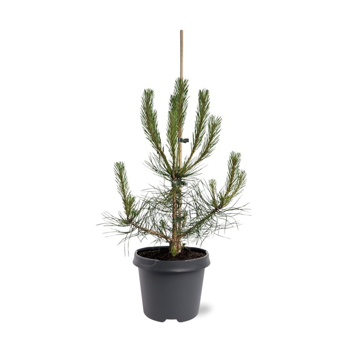Pinus nigra 'Nigra' - Kvety VICTOR